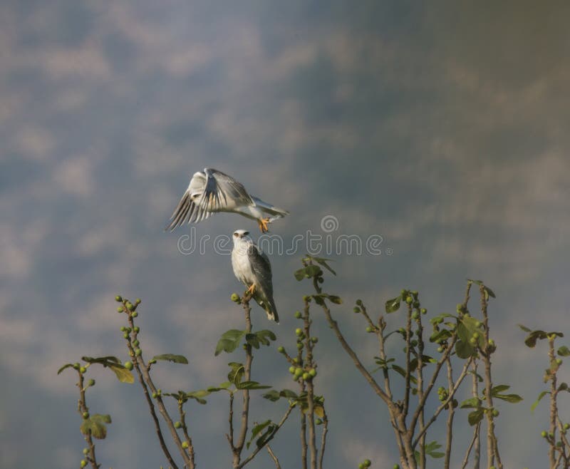Elanus caeruleus stock image. Image of morning, aholla - 134597189