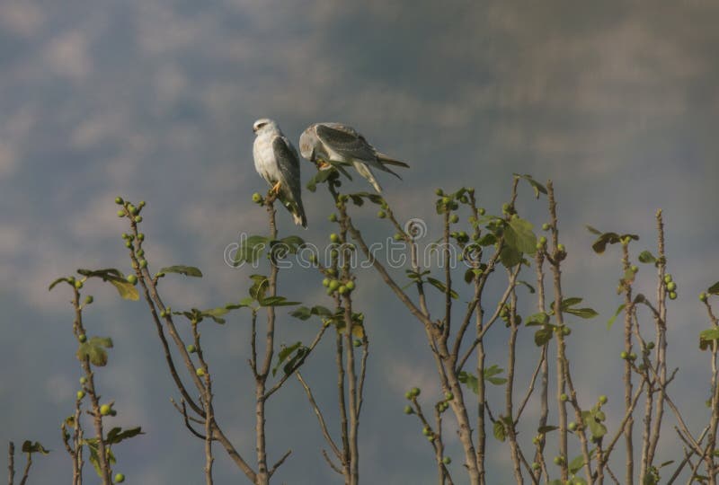 Elanus caeruleus stock photo. Image of morning, elanus - 134597192