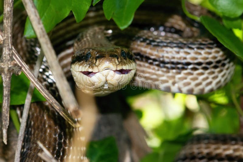 Elaphe Quatuorlineata Close-up of a Snake on Habitat Stock Image ...