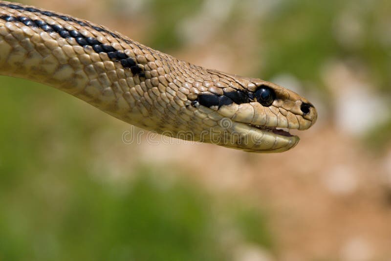 Elaphe quatuorlineata stockfoto. Bild von tier, warnung - 42644772