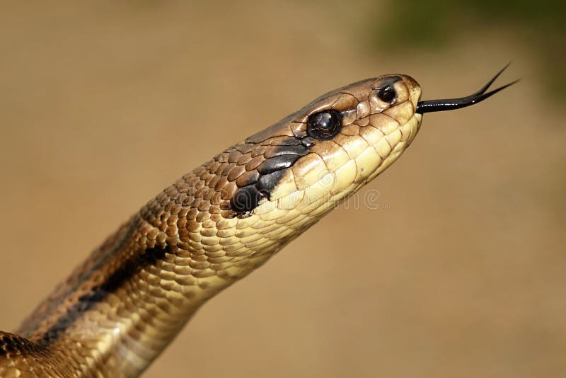 Elaphe quatuorlineata stock photo. Image of quatuorlineata - 42644772