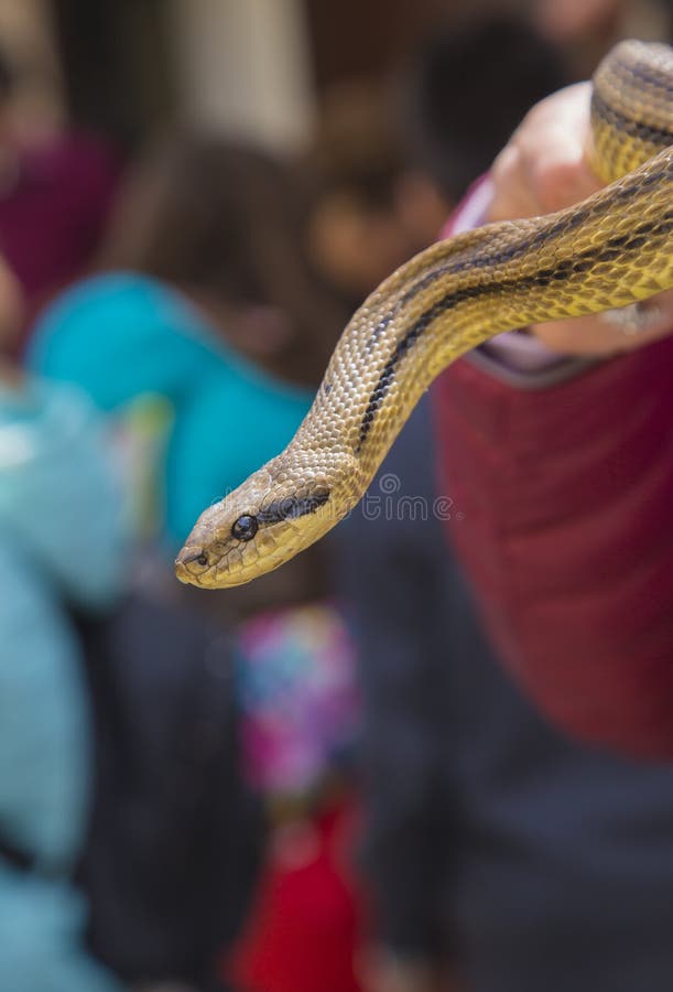 Elaphe Quatuorlineata Close-up of a Snake on Habitat Stock Image ...