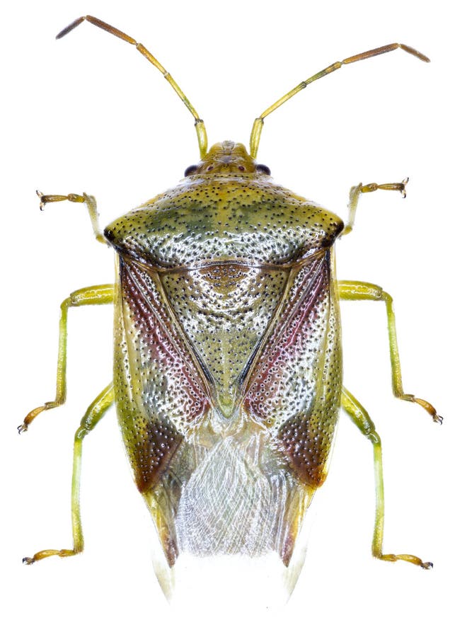 Elasmostethus Interstinctus Stock Photo - Image of beetle, insecta ...