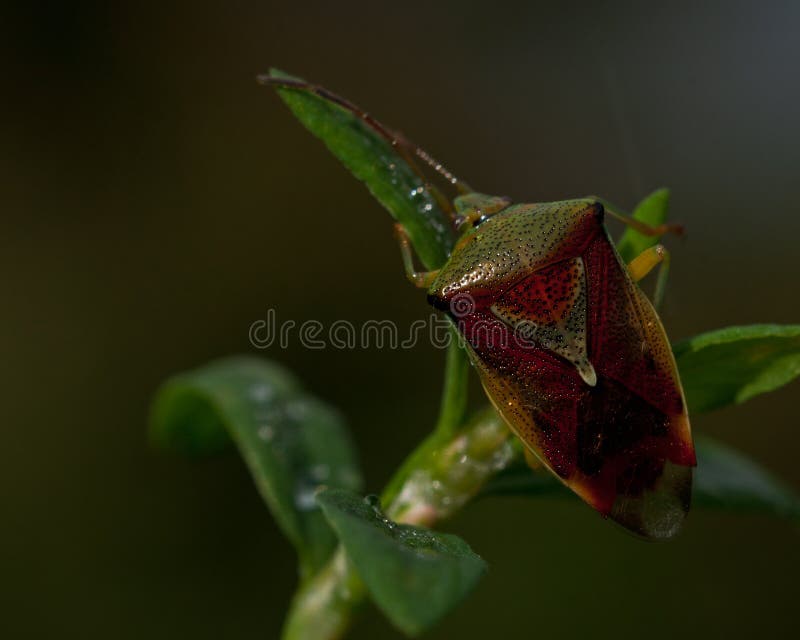 Elasmostethus Interstinctus Stock Photo - Image of closeup, animal ...