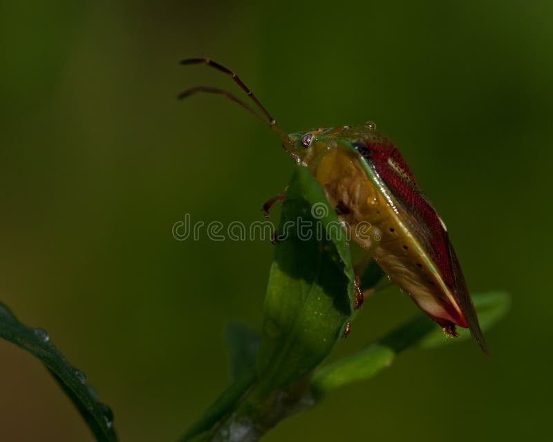Elasmostethus Interstinctus Stock Photo - Image of bidens, close: 45188796