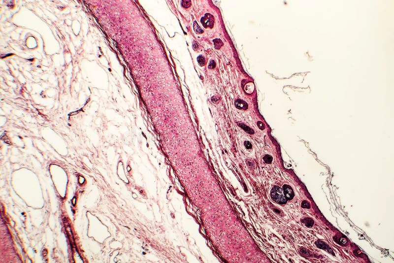 Elastic Connective Tissue Slide