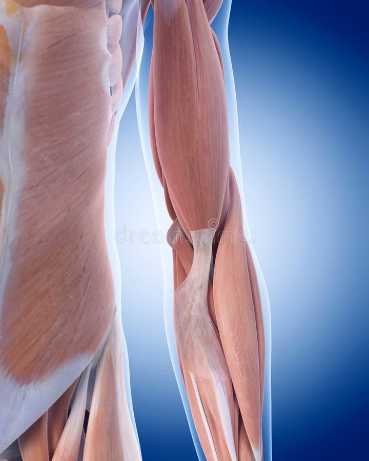 Elbow anatomy stock illustration. Illustration of accurate - 58449019