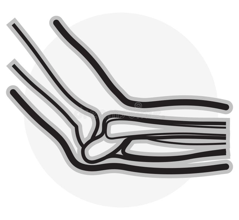 Elbow Bone Icon stock illustration. Illustration of medical - 276537031