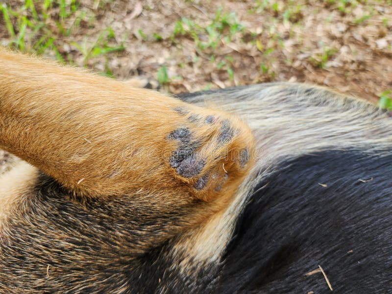 Elbow Callus: the Problem of Inside Elbows in Dogs is Most Common in ...