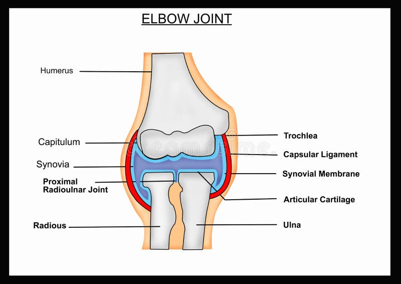 The elbow joint stock vector. Illustration of chiropractic - 21878282