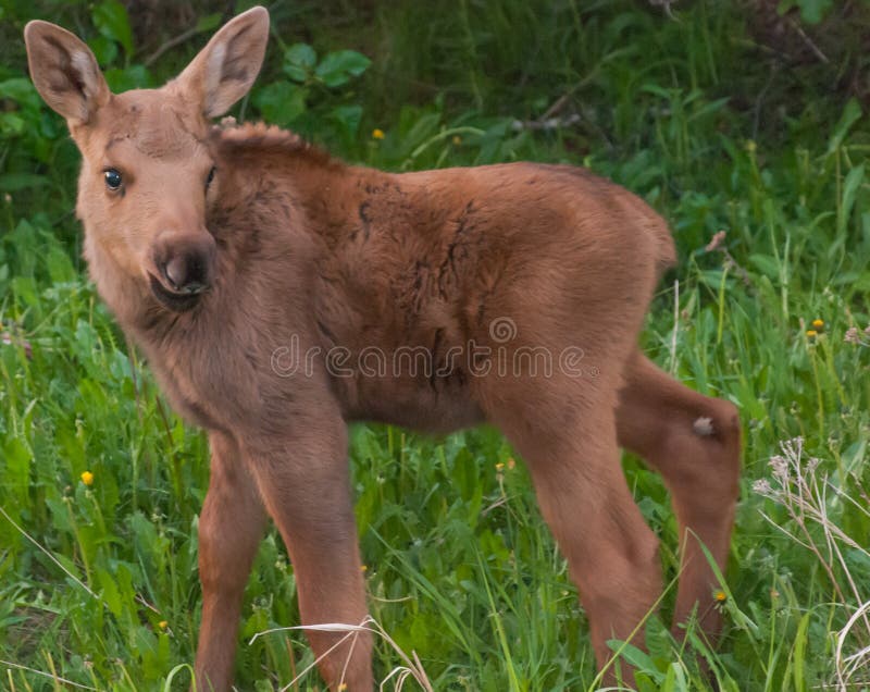 Baby-Elch-Kalb stockbild. Bild von kalb, jagd, wild, nahrung - 33971291