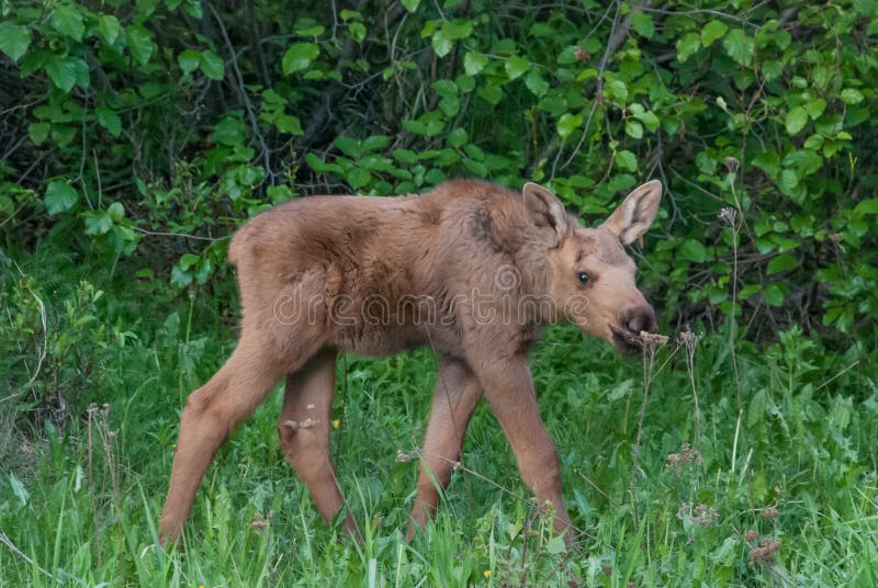 Baby-Elch-Kalb stockbild. Bild von kalb, jagd, wild, nahrung - 33971291