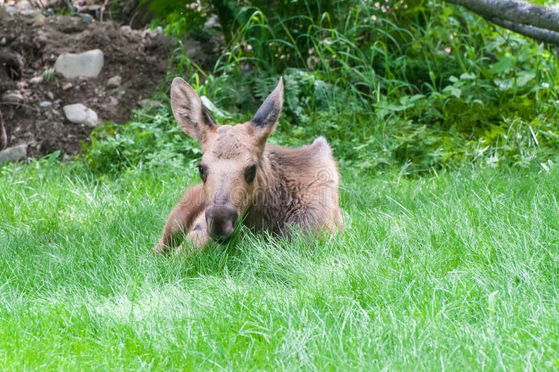 Baby-Elch-Kalb stockbild. Bild von kalb, jagd, wild, nahrung - 33971291