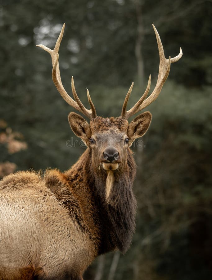 Elch Kopf Stock-Fotos - Laden Sie 450 Royalty-Free Fotos herunter