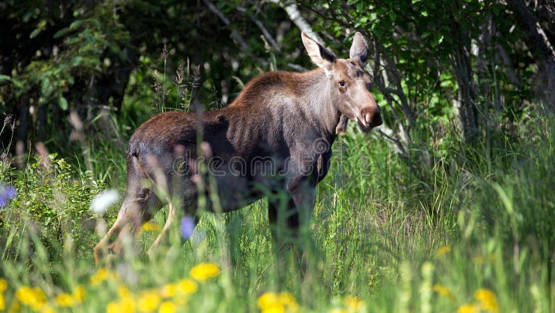 A scared baby moose stock photo. Image of couples, ruminants - 238946968