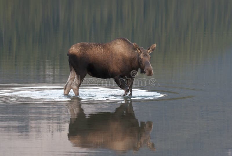 Elche in Kanada stockbild. Bild von alberta, park, jaspis - 13653455