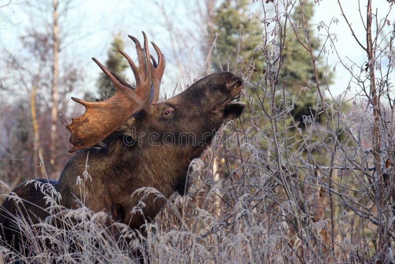 Elche Alaska-Bull stockbild. Bild von blätter, wildnis - 22293709
