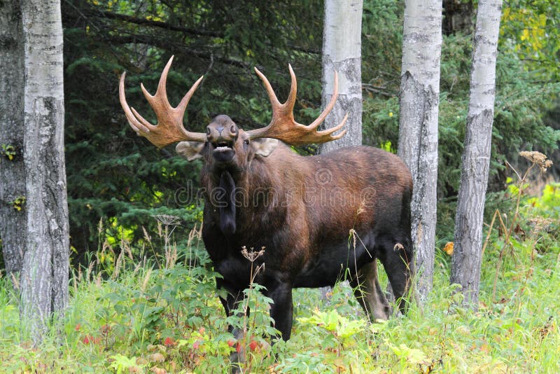 Elche Alaska-Bull stockbild. Bild von wildnis, bäume - 22402109