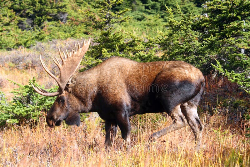 Junge Elche in Einem Muddly Strombett Stockfoto - Bild von kiefer ...