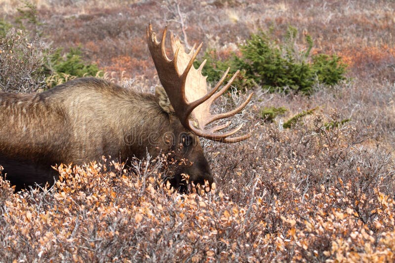 Kleine Bull-Elche stockbild. Bild von wasser, haar, alaska - 22593405