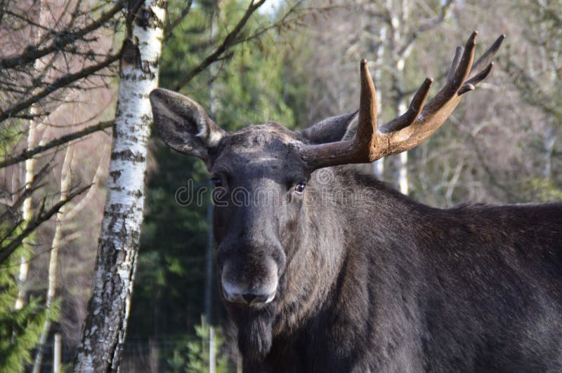 Elche im schwedischen Wald stockfoto. Bild von reise - 149145522