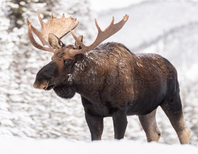 Ein Elch Im Winter in Jasper Kanada Stockfoto - Bild von jaspis ...
