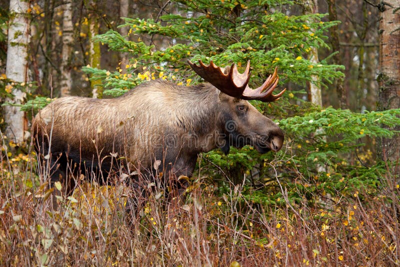 Elche Stier, Mann, Alaska, USA Stockbild - Bild von draussen, nave ...