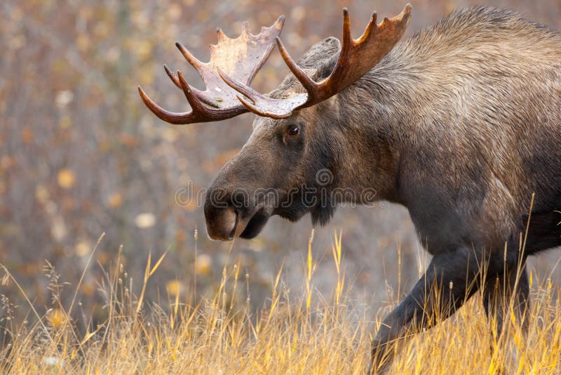 Elche Stier, Alaska, USA stockfoto. Bild von draussen - 34756060