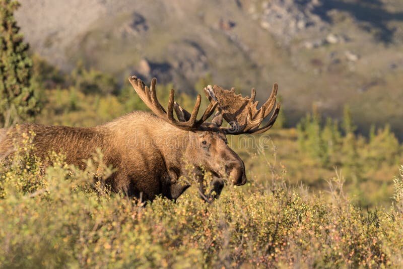 Elche Alaskas Yukon Stier Im Samt Stockfoto - Bild von säugetier, park ...
