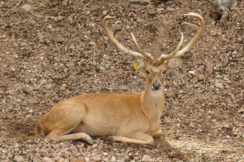 Eld deer stock photo. Image of animal, rack, alert, muzzle - 15025496