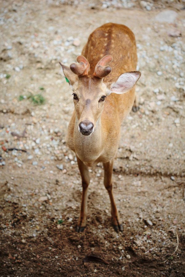 Eld s Deer stock image. Image of field, asia, virginianus - 16924025