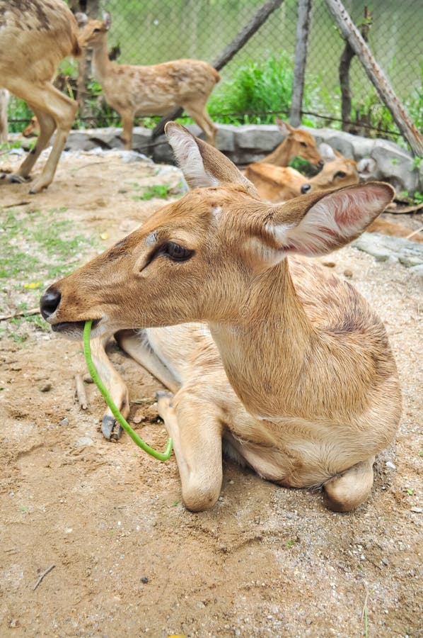 Eld s Deer stock image. Image of farm, grass, animal - 28271701