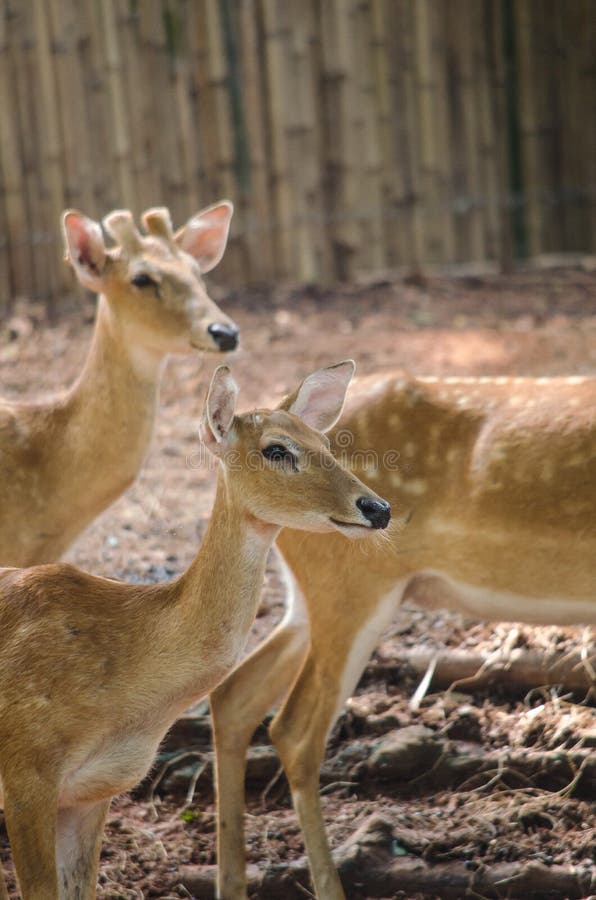 Eld s deer stock photo. Image of exotic, cute, fawn, hunter - 70881452