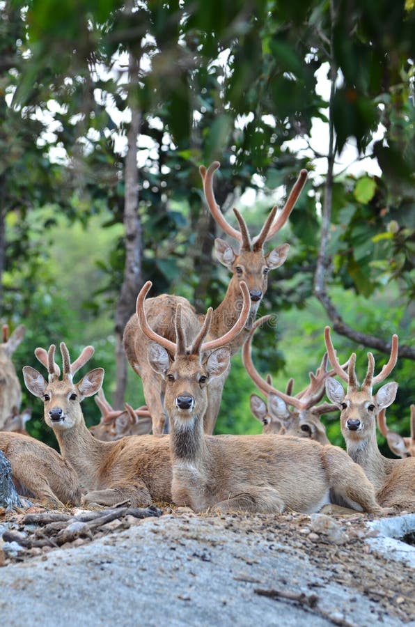 Eld s deer stock image. Image of antlers, brown, cervus - 36019269