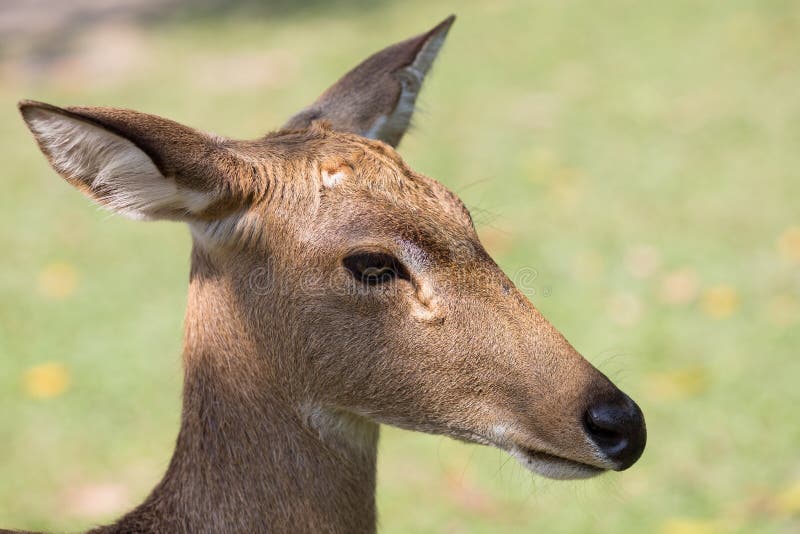 Eld s deer stock image. Image of open, happy, brown, siamensis - 35957953