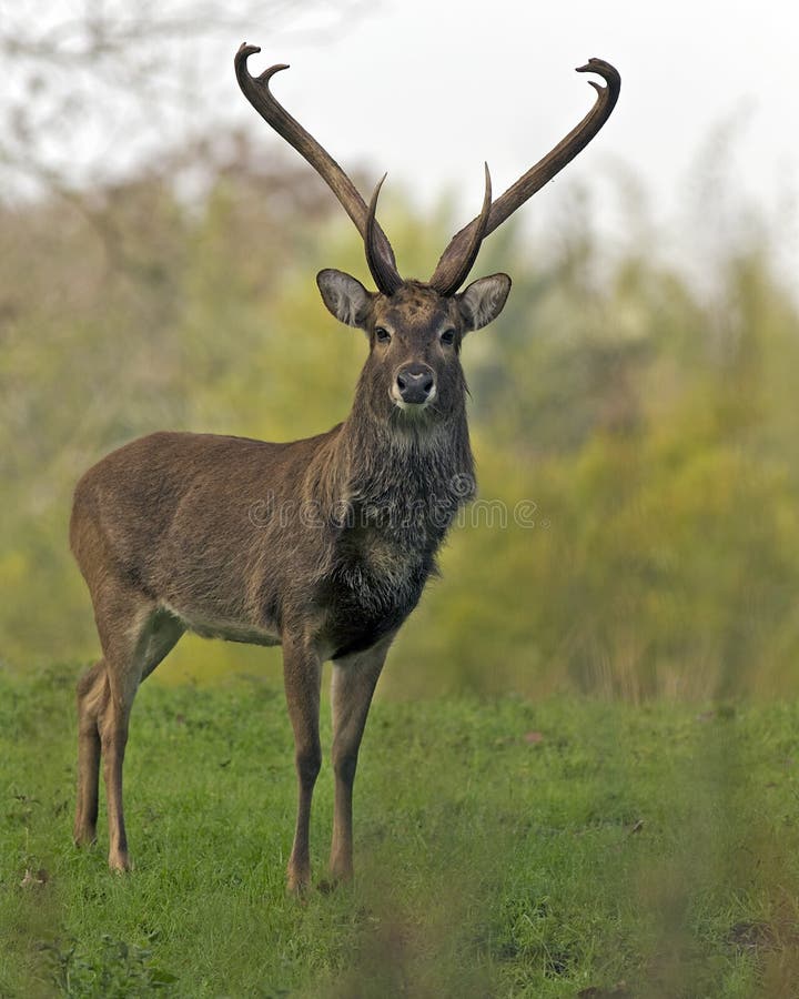Eld s deer stag stock photo. Image of environment, asian - 29602268