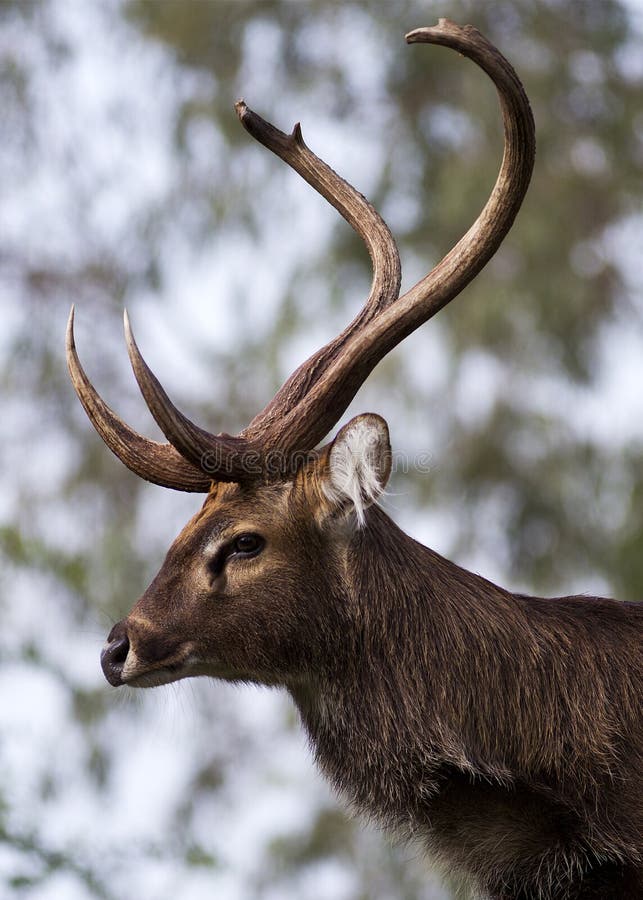 Black and White Portrait of Red Deer Stag Stock Photo - Image of male ...