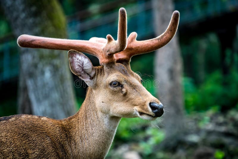 Eld`s deer in the zoo stock photo. Image of safari, beautiful - 79704384