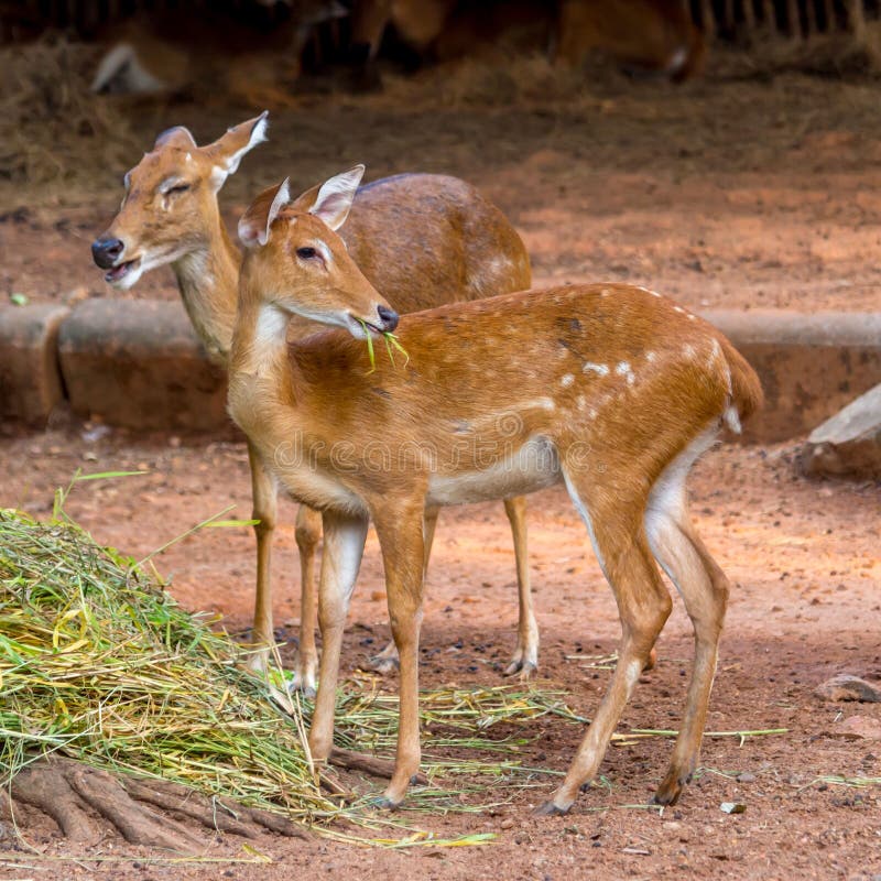 Eld s deer in the zoo stock image. Image of mammal, hunter - 42093633