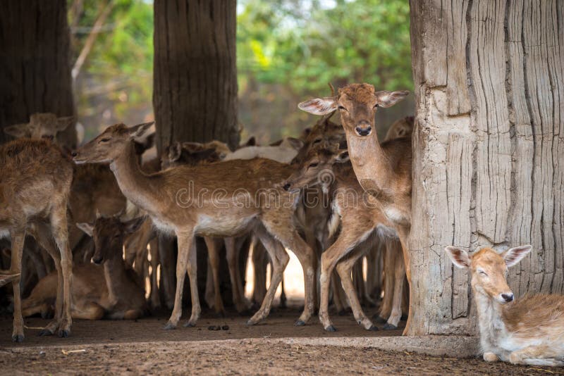 Eld`s deers stock image. Image of indian, brow, forest - 68950933