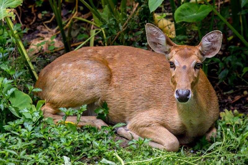 Deers Sitting on the Grass Field Stock Photo - Image of duiker, black ...