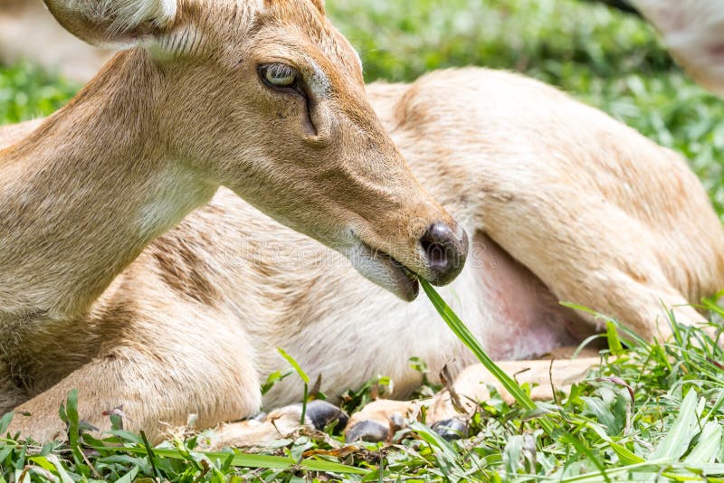 An eld stock photo. Image of thamin, animal, garden, safari - 91738456