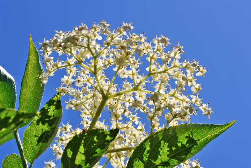 Elder leaves in spring stock image. Image of health, background - 4956069