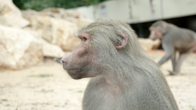 Elder Baboon Monkey Female Sitting in Front of the Camera. Stock Photo ...
