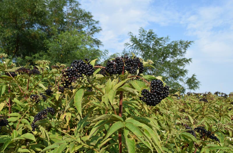 The elder berries stock image. Image of colorful, bunch - 144681863