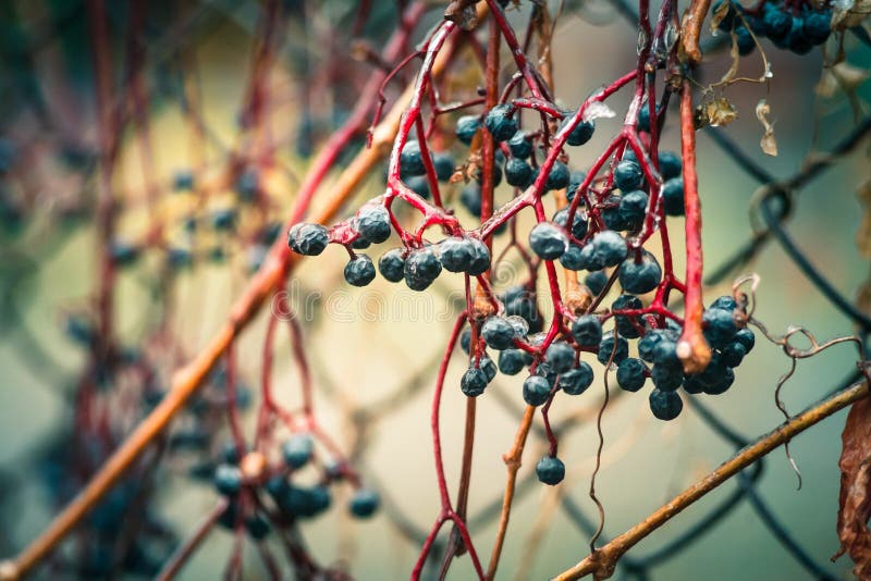 Elder berry stock photo. Image of garden, elder, fence - 100663014