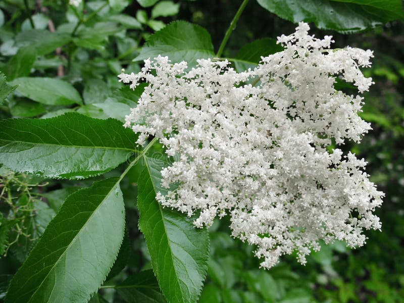 Elder blossom nature macro stock photo. Image of healthy - 85577664