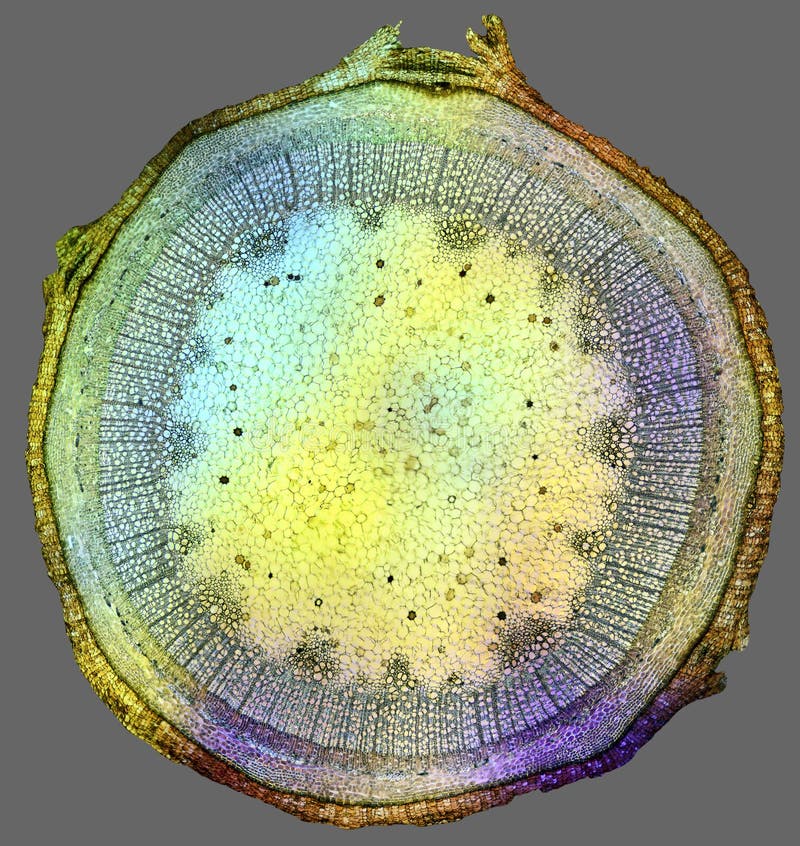 Birch Branch Microscopic Cut Stock Photo - Image of research ...