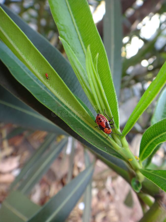 Elder Bug Nymph in Oleander Leaf Stock Image - Image of boxelder ...