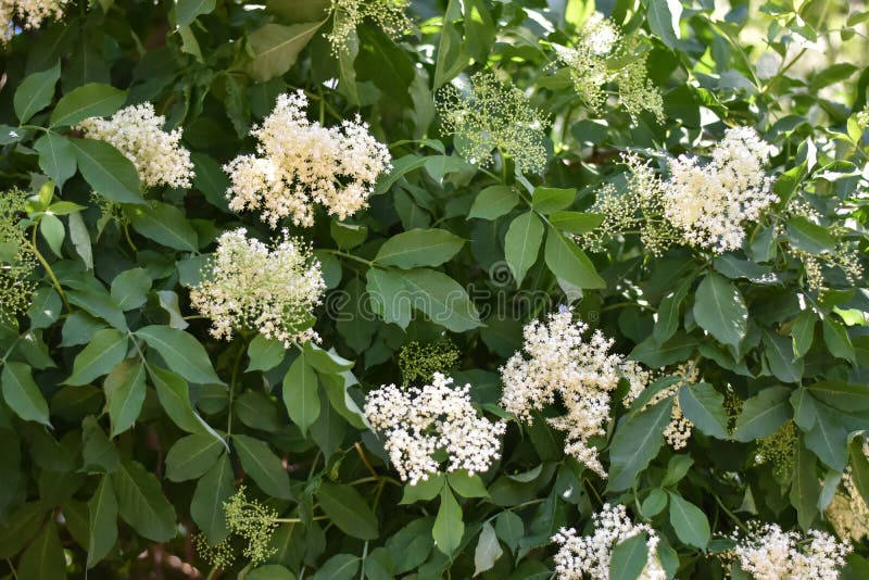 Elder stock photo. Image of bunch, elder, green, garden - 97708672